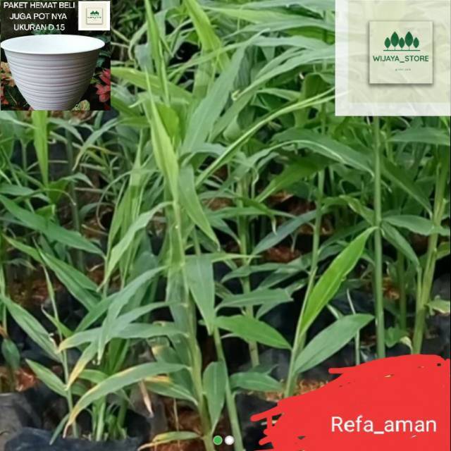 Jual TANAMAN HERBAL JAHE MERAH/ZINGIBER OFFICINALE VAR RUBRUM | Shopee ...