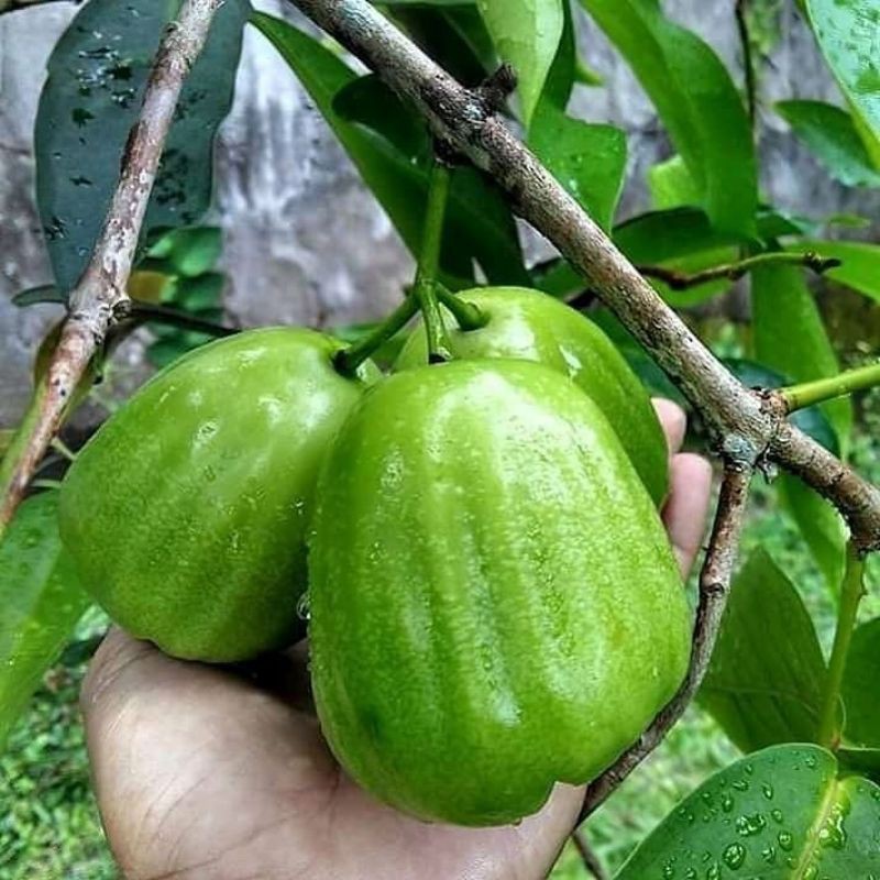 Jual bibit jambu air cincalo hijau | Shopee Indonesia