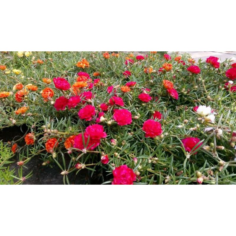 Jual Krokot / Bunga Pukul Sembilan / Bunga pukul 9 | Shopee Indonesia