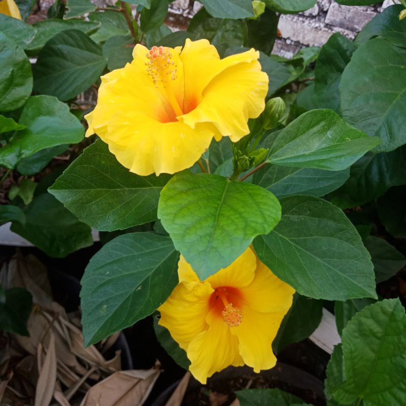 Jual Bunga sepatu kuning lemon merah crimson Tanaman hias hibiscus ...