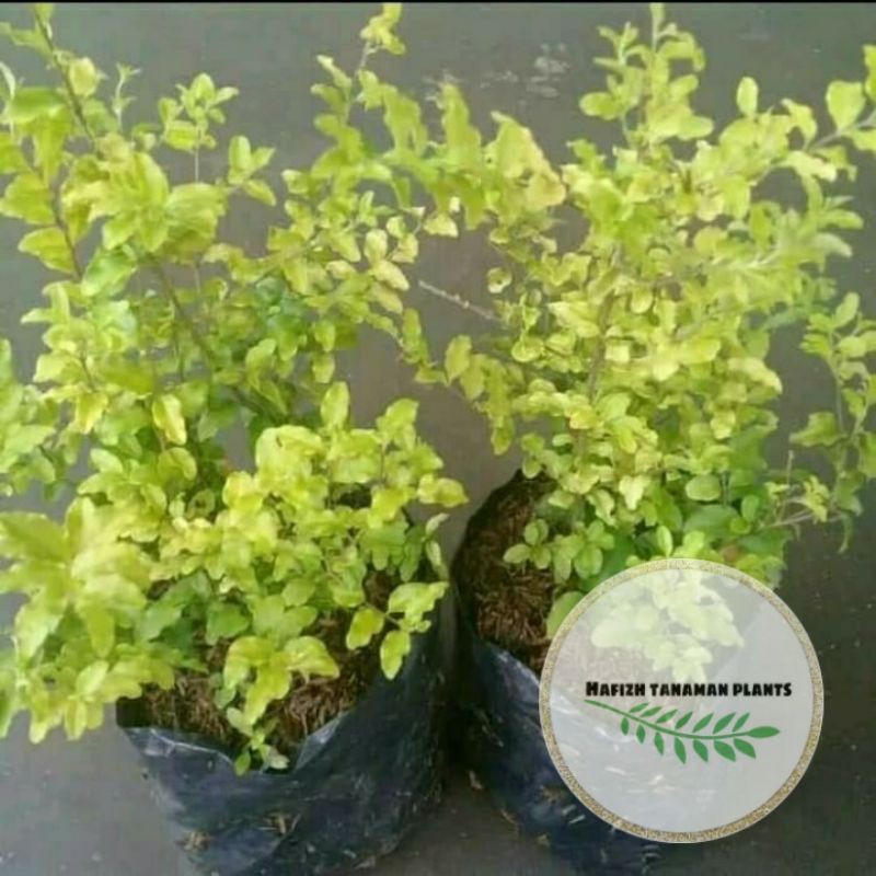 Jual Tanaman Hias Bonsai Legistrum - Bonsai Legistrum Bibit Tanaman ...