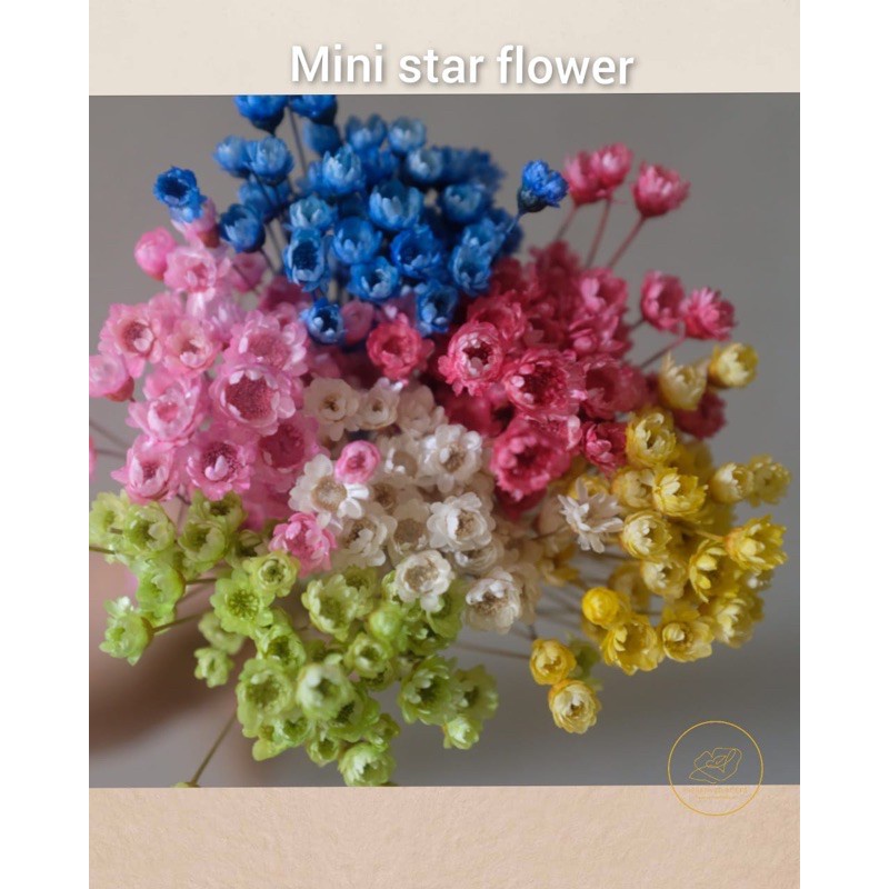 Jual Preserved Mini Star Flower | Shopee Indonesia