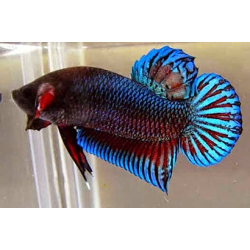 Jual Ikan Cupang Jenis Bagan/Cupang Aduan | Shopee Indonesia