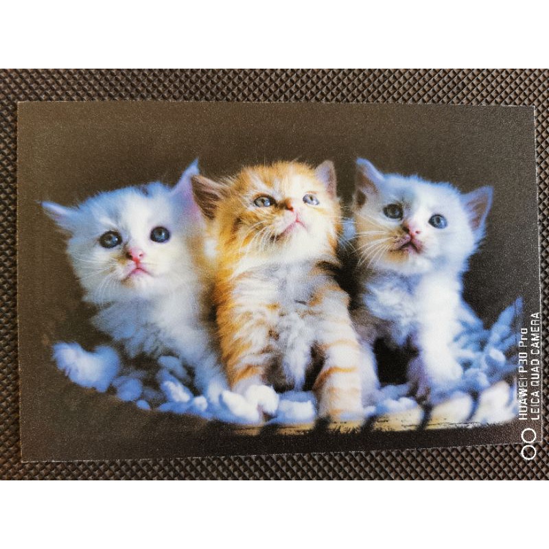 Jual kartu pos kucing/cat postcard | Shopee Indonesia