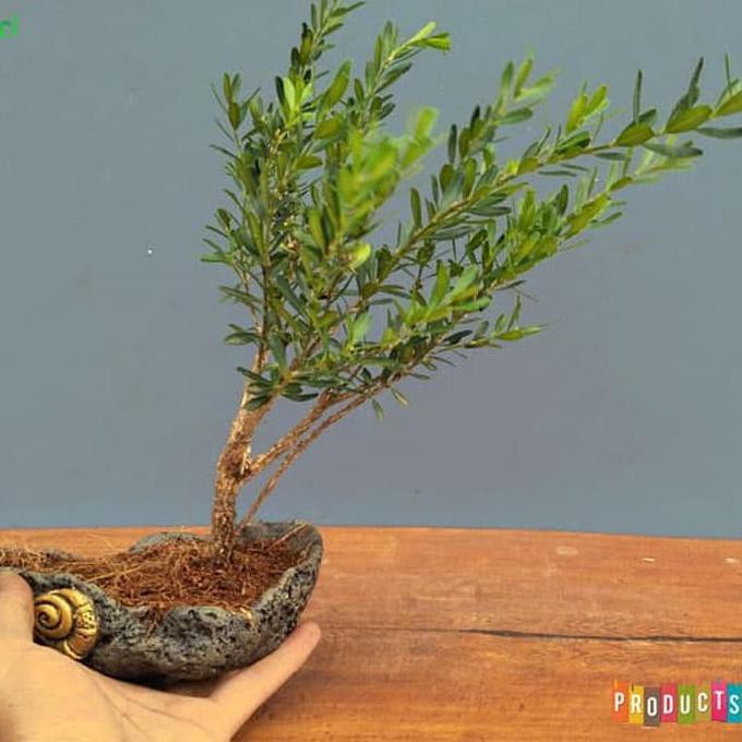 Jual Jual Tanaman Boksus Bahan Bonsai Untuk Pemula Dan Profesional Ayo ...