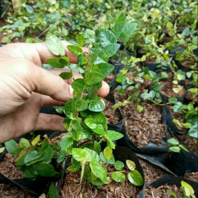 Jual Tanaman Dollar Kecil Tanaman Merambat Tanaman Dolar Kecil Tanaman ...