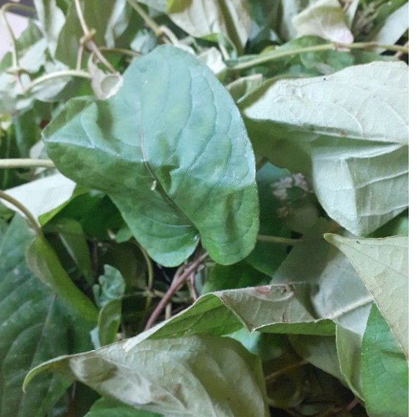 Jual daun sembukan segar 100gr | Shopee Indonesia