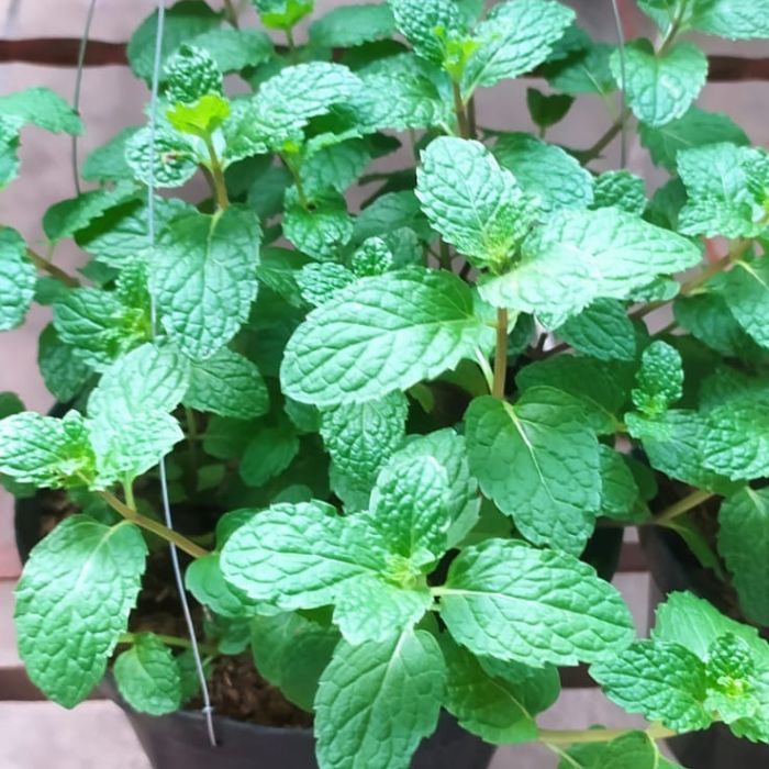 Jual tanaman daun mint herbal segar rimbun | Shopee Indonesia