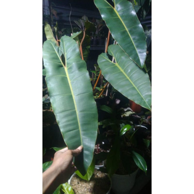 Jual Philodendron kabel busi / tanaman hias Philo kabel busi batang ...