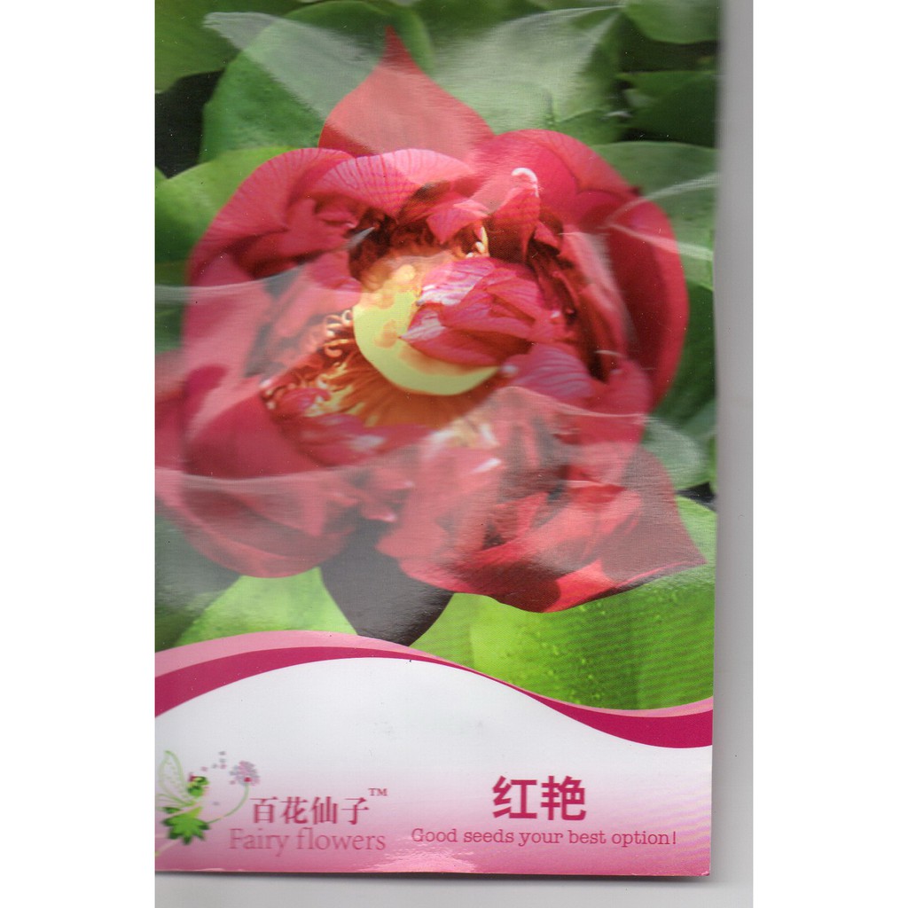 Jual (4 Biji) Bunga Lotus Teratai Merah (B0211) | Shopee Indonesia