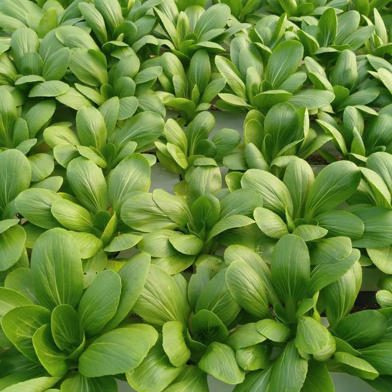 Jual 1 KG SAYUR BABY PAKCOY HIDROPONIK | Shopee Indonesia