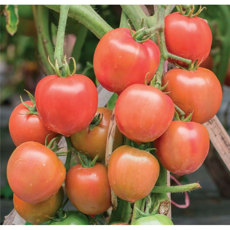 Jual Tomat BARETO 100 Biji Benih Tomat Sayur | Tomat JUMBO Tomat Bareto ...