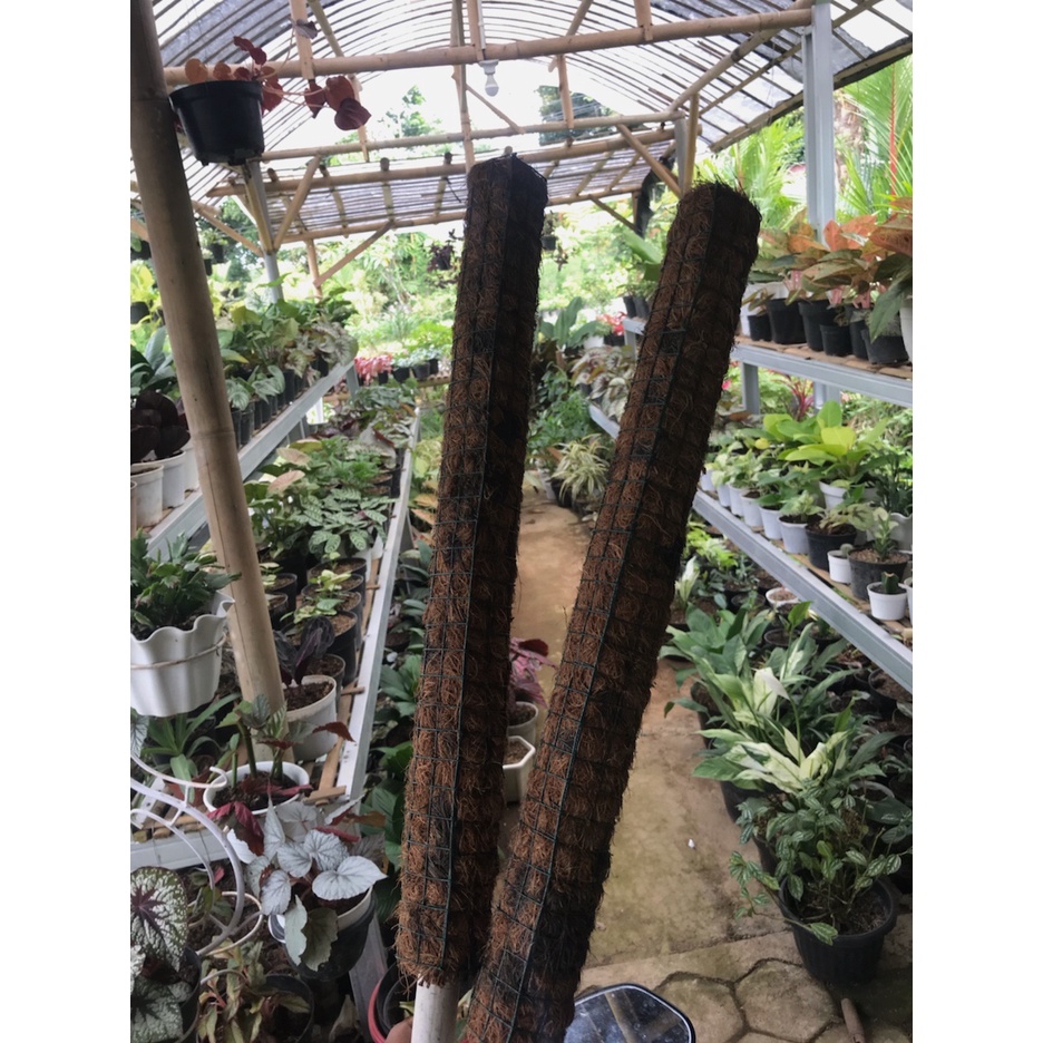 Jual Turus untuk tanaman rambat | Shopee Indonesia