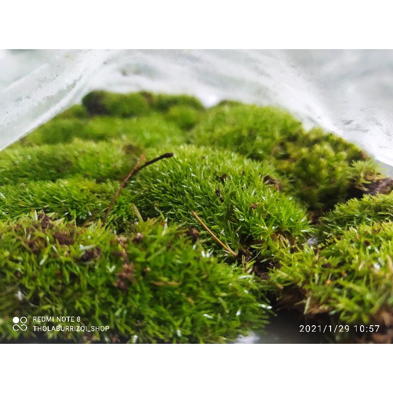 Jual Pearl Moss. Mutiara Moss Paludarium Terarium | Shopee Indonesia