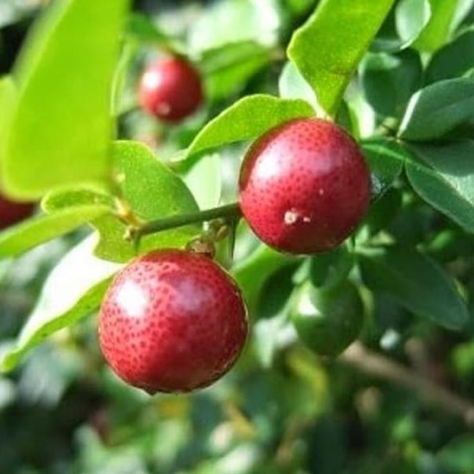 Jual Crv Bibit Tanaman Buah Jeruk Kingkit 30Cm | Shopee Indonesia