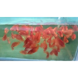 Jual Ikan Kakatua Terlengkap & Harga Terbaru Mei 2024 | Shopee Indonesia