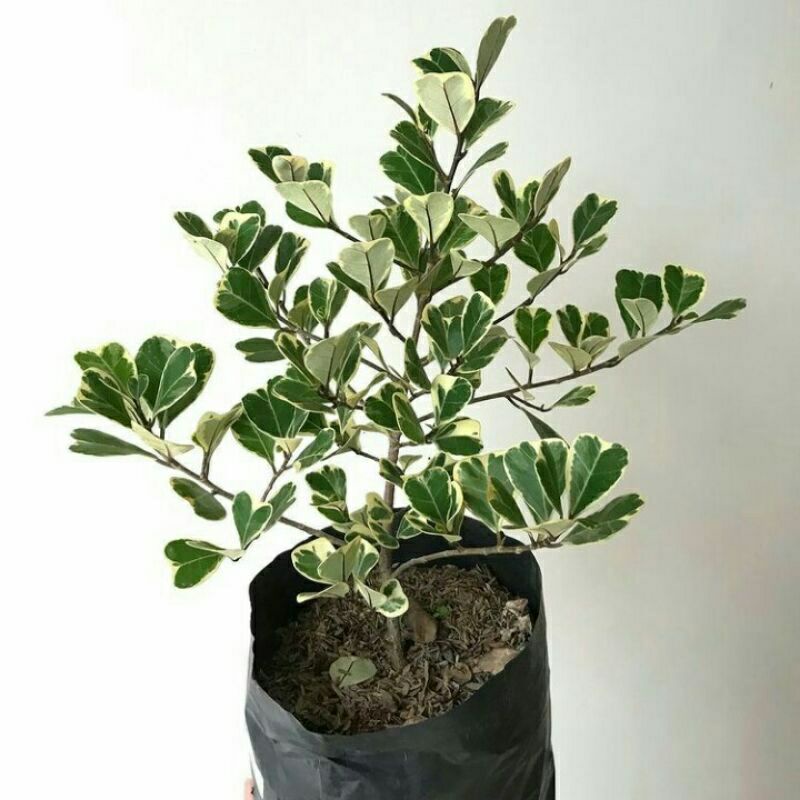 Jual TERMURAH Tanaman Hias Ficus Butterfly Beringin Kupu Kupu Variegata ...