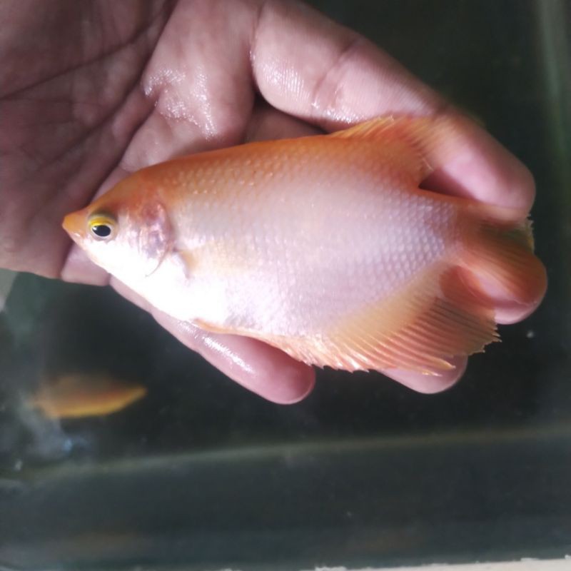 Jual Gurame Padang ukuran 10 cm | Shopee Indonesia