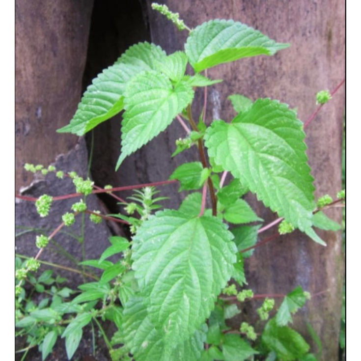 Jual jual daun jelatang daun gatal atau daun pulus segar 500gr | Shopee ...