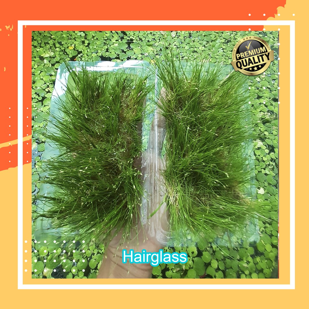 Jual Hairglas karpet sed tanaman aquascape hiasan akuarium Hair Glass ...