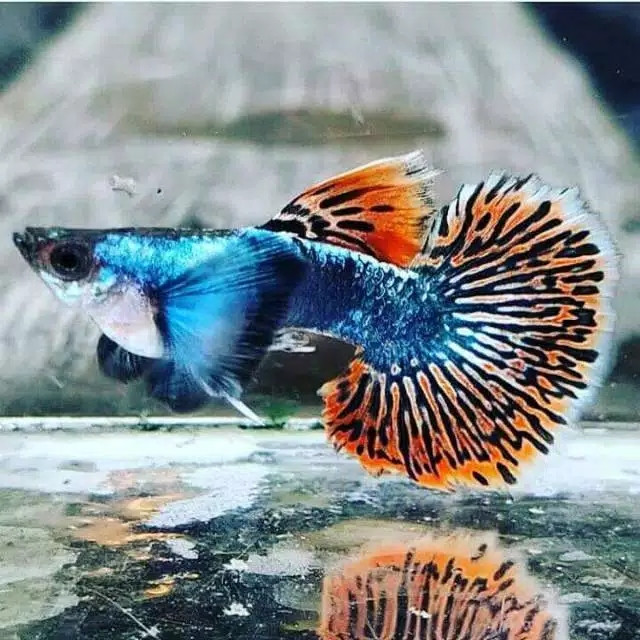Jual ikan hias Guppy platinum red mozaik big ear (PRMBE) PERPASANG | Shopee Indonesia