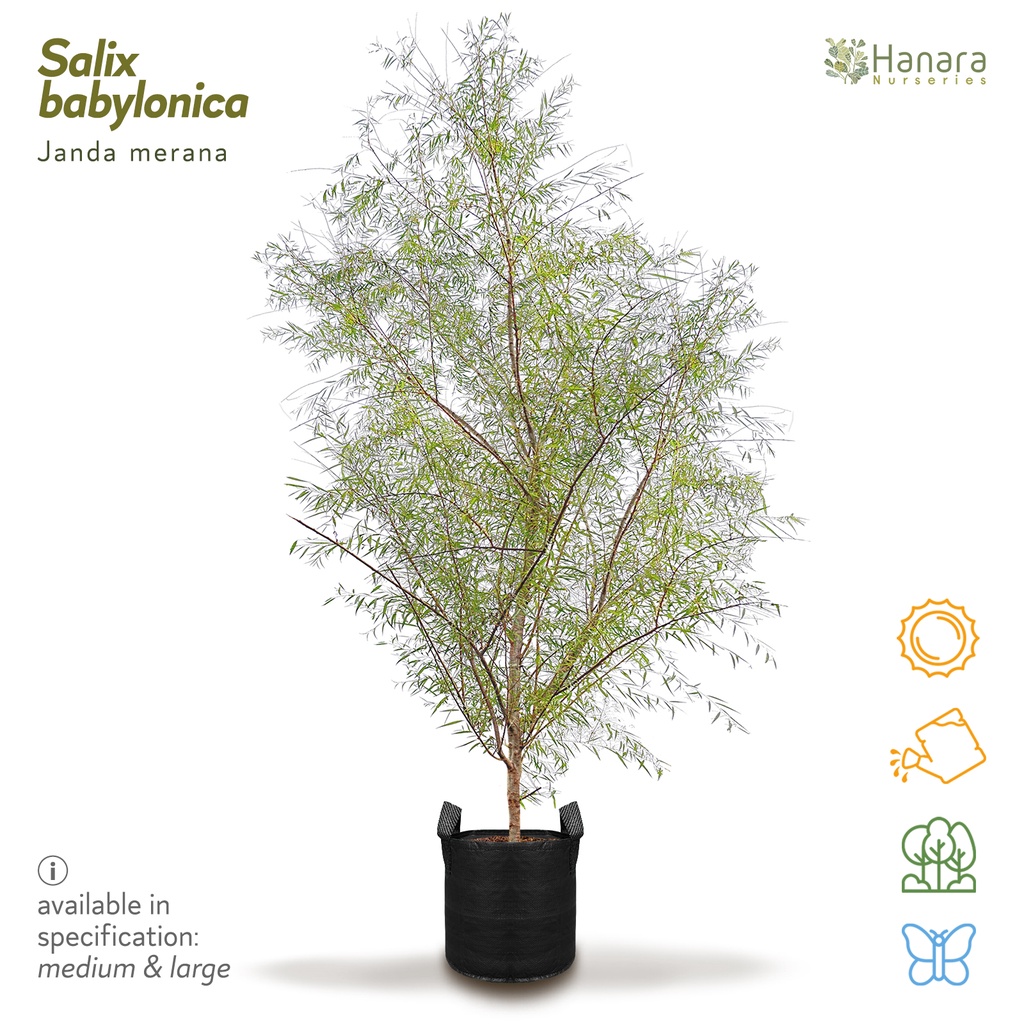 Jual Salix babylonica - Janda merana - pohon instan/instant tree ...