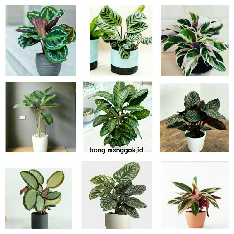 Jual tanaman calathea berbagai macam bisa pilih jenis terlengkap ...