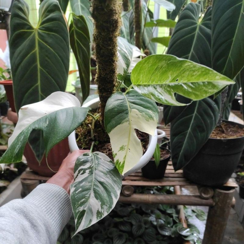 Jual philodendron epip variegata | Shopee Indonesia