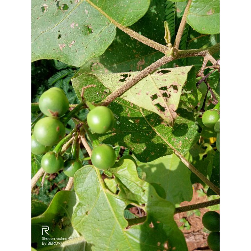 Jual buah cepokak/tekokak 500grm | Shopee Indonesia