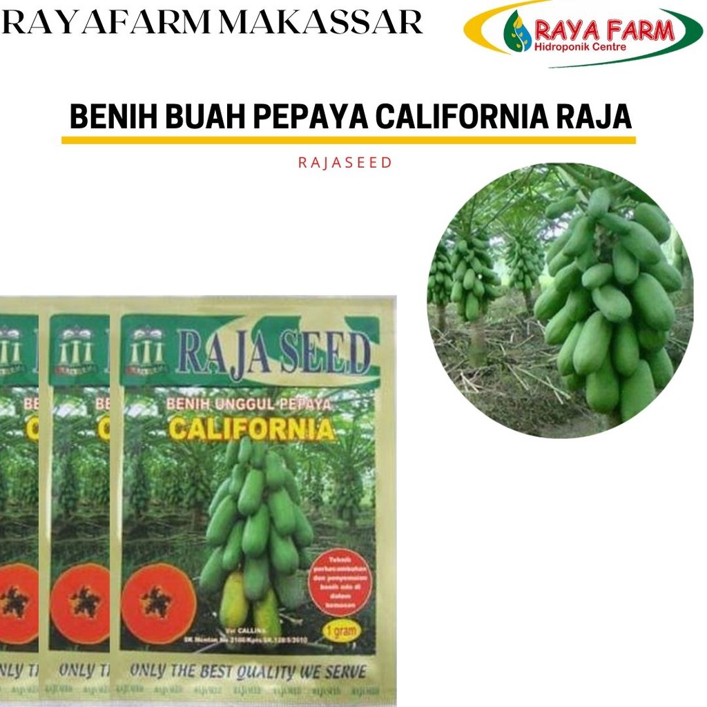 Jual BENIH PEPAYA CALIFORNIA RAJA SEED | Shopee Indonesia