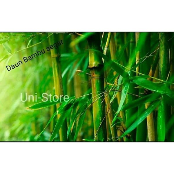 Jual Daun Bambu Segar Untuk Bungkus Bacang | Shopee Indonesia
