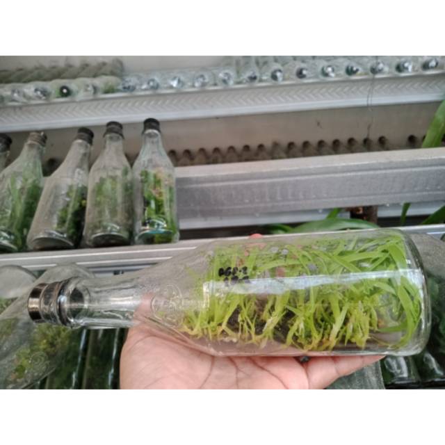 Jual (Diskon 25%) Bibit Botol Gramatophyllum Lengkap | Shopee Indonesia