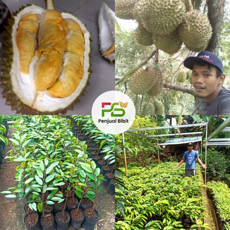 Jual BIBIT DURIAN BAWOR CEPAT BERBUAH | Shopee Indonesia
