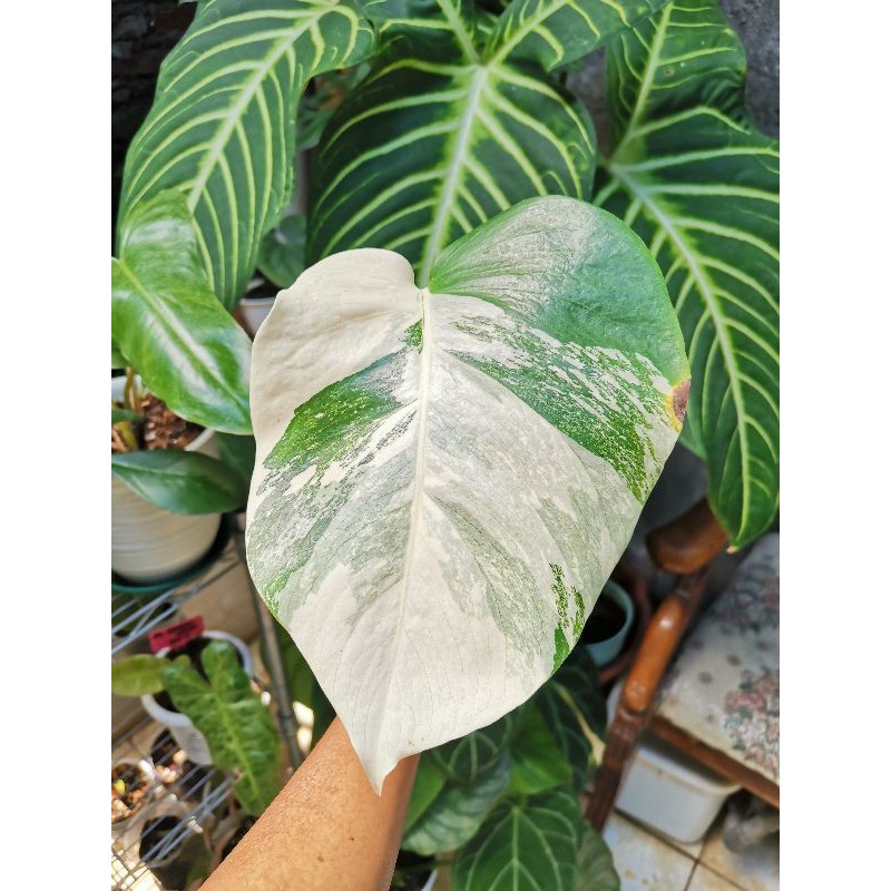 Jual Monstera Albo marble variegata | Shopee Indonesia