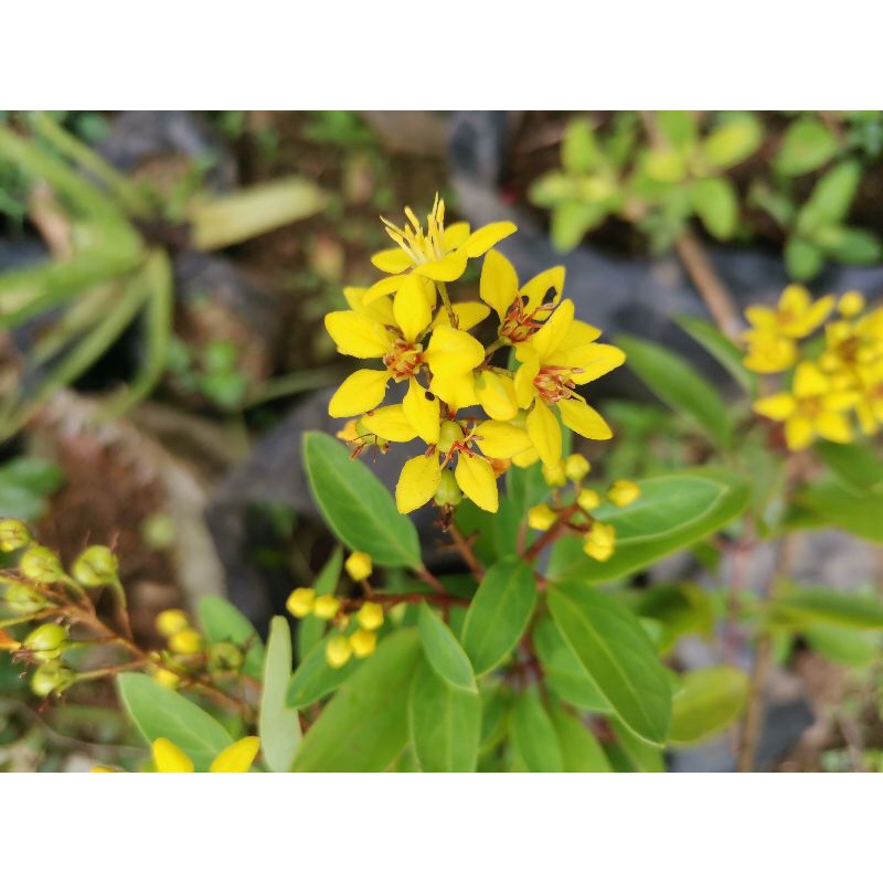 Jual Tanaman hias bunga hujan emas / galphimia gracilis / pakan lebah ...