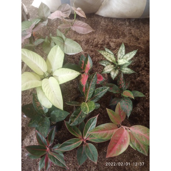 Jual paket banyak | Shopee Indonesia