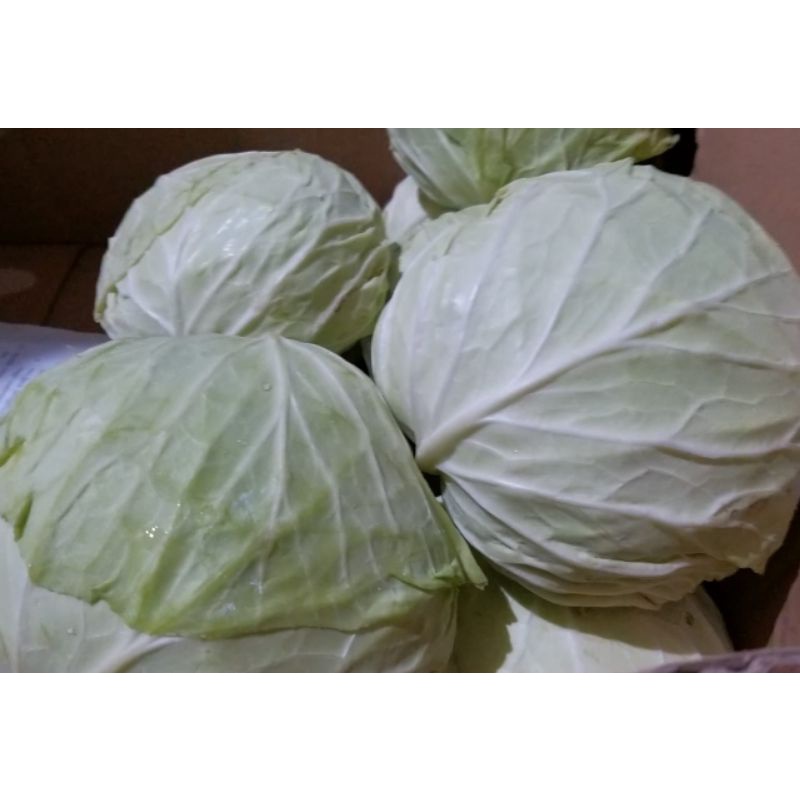 Jual SAYUR KOL BULAT UTUH 1 KG-1,5 KG | Shopee Indonesia