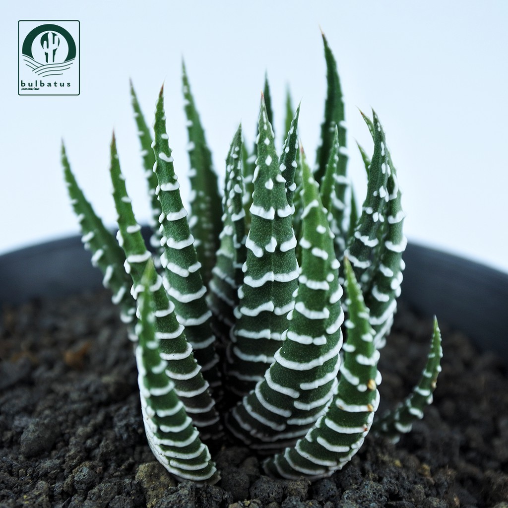Jual Sukulen Haworthia fasciata (Zebra Plant) | Shopee Indonesia