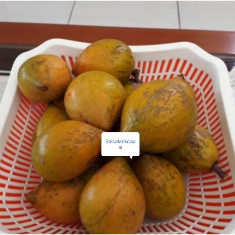 Jual 500 gram Buah Alkesa/Sawo Mentega | Shopee Indonesia