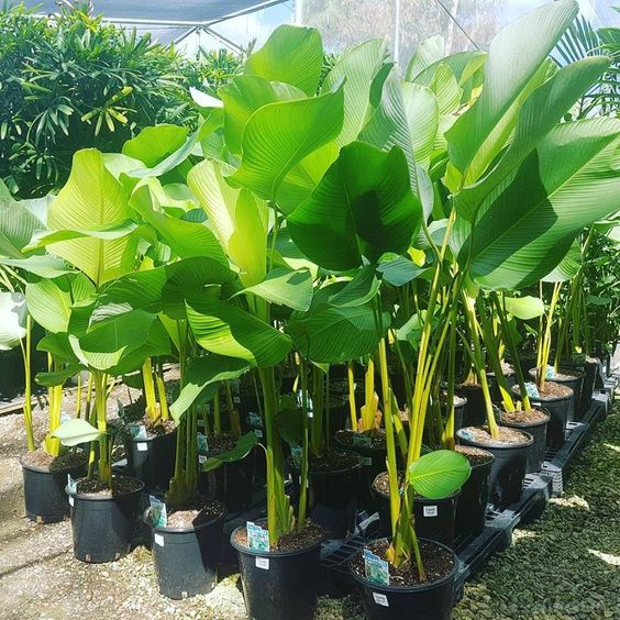 Jual tanaman hias calathea lutea 50cm - 1m | calathea luthea | Shopee ...