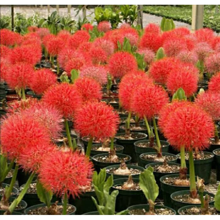 Jual Bibit Tanaman BUNGA DESEMBER | Shopee Indonesia