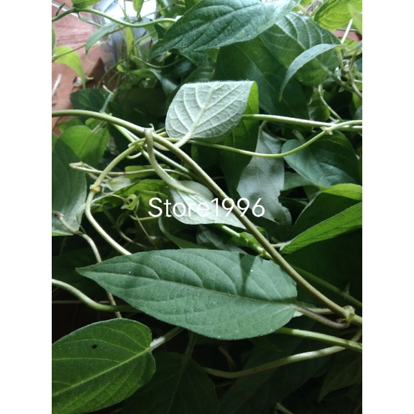 Jual Daun kentutan daun sembukan segar 250 gram frees | Shopee Indonesia
