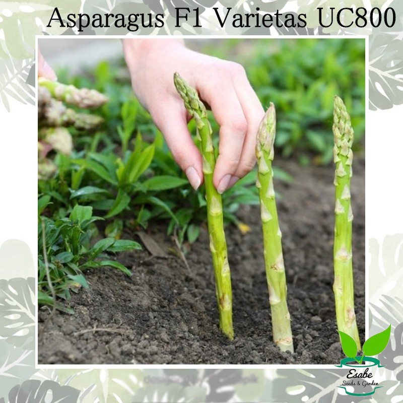 Jual Biji Benih Asparagus F1 Varietas UC800 Sayur Asparagus Sehat Dan ...