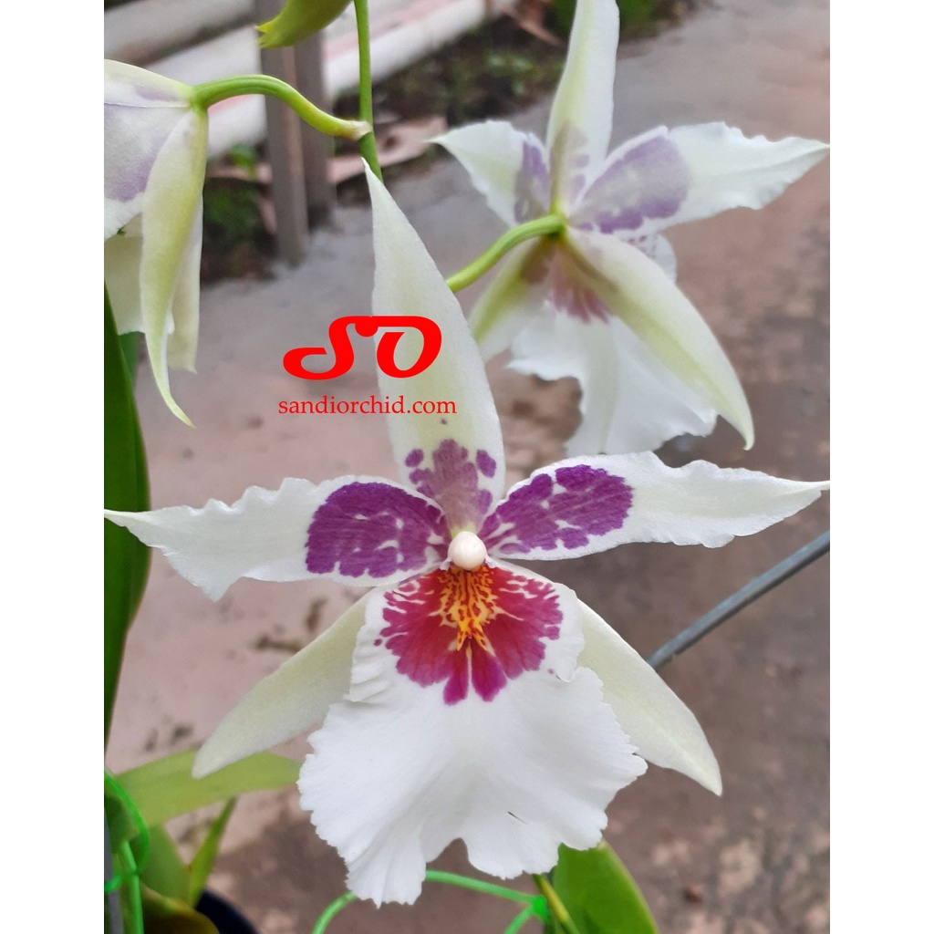 Jual [ DEWASA ] Beallara Big Shot "Hilo Sparkle" : Bunga Putih Berkilau ...