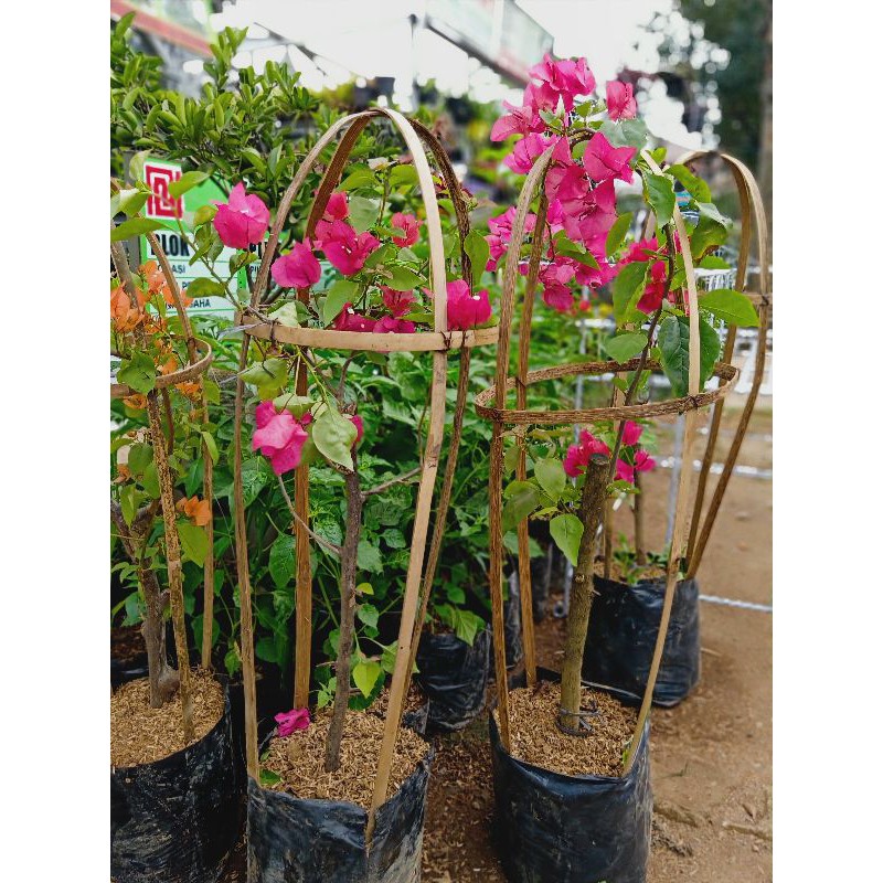 Jual tanaman hias Bogenville (Bunga Kertas) | Shopee Indonesia