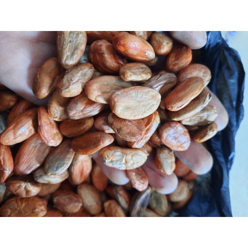 Jual Biji Coklat/Kakao (Cocoa bean) kering 100 gram | Shopee Indonesia