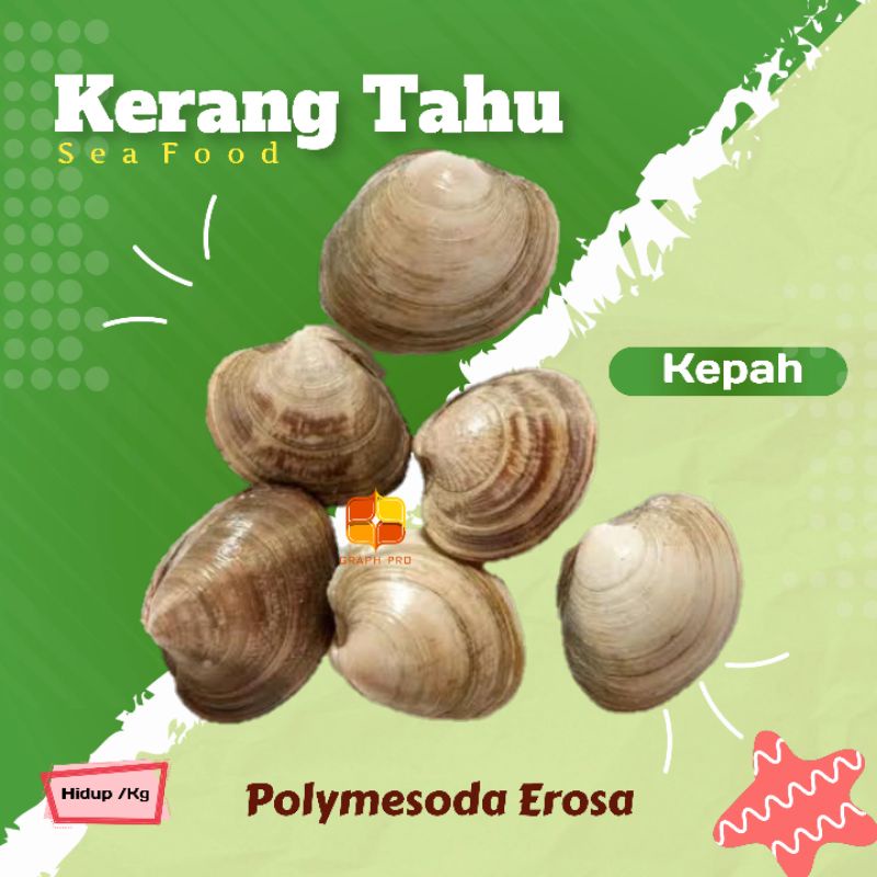 Jual Aneka Seafood (Kerang Dara, Kerang Bambu, Kerang Bulu, Kerang Tahu ...