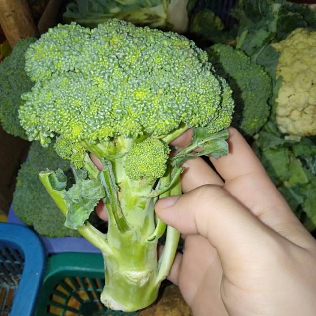 Jual Brokoli Segar 500 gram | Shopee Indonesia