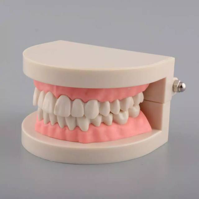 Jual Patung Gigi Phantom Dental Study Model | Shopee Indonesia