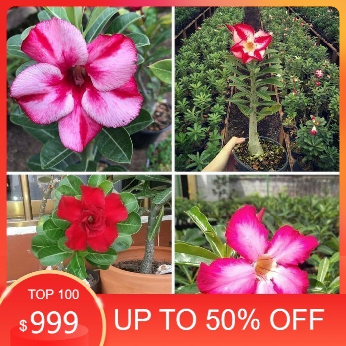Jual Paket 4 Jenis Tanaman Hias Adenium Kemboja Jepang Bunga murah ...